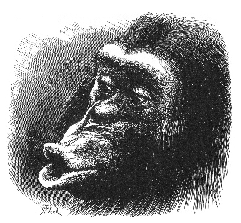 Human and Nonhuman Minds: Continuities and Discontinuities - The Helix ...